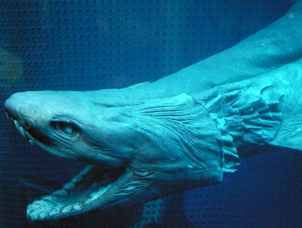 Strange Science: The Frilled Shark | Mad Scientist Journal
