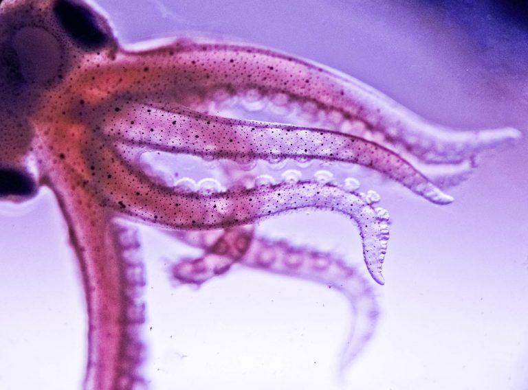 Strange Science: Ancient Fossil Named after Cthulhu | Mad Scientist Journal