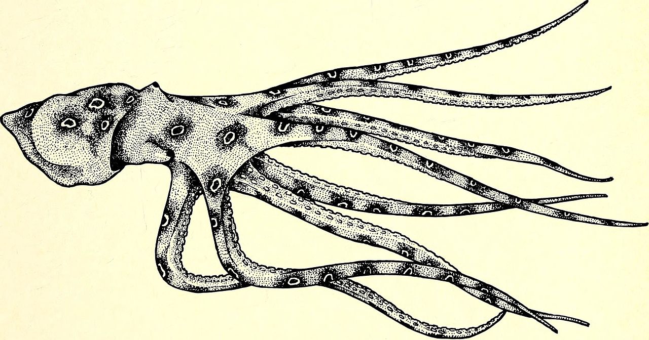 Strange Science: Tiny Squid! | Mad Scientist Journal